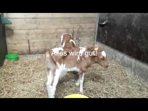 Ein Kalb mit Prothese - YouTube