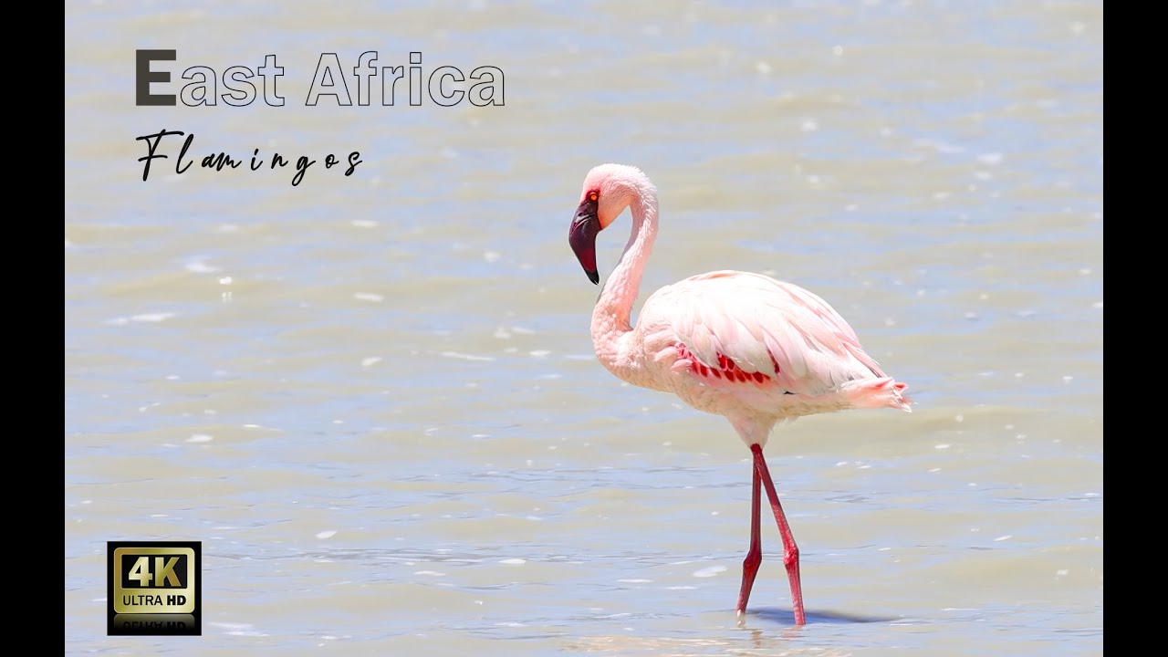 Flamingos from Amboseli, Kenya and Serengeti, Tanzania– (4K HD quality ...