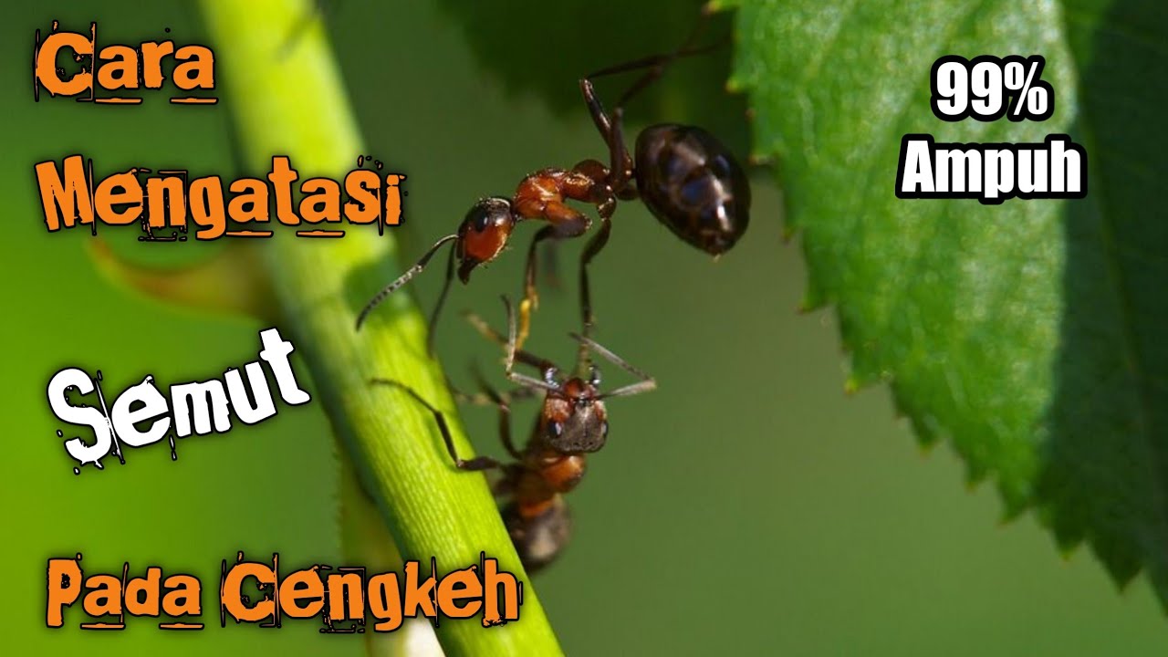 Cara Mengatasi Semut Dan Hama Belalang Pada Tanaman Cengkeh # ...