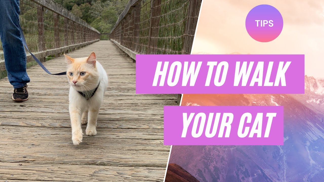 How to Walk a Cat - My Biggest Tips - YouTube