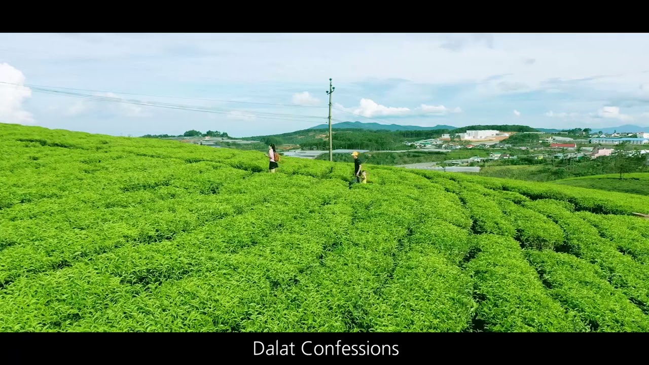 Cau Dat tea farm - YouTube