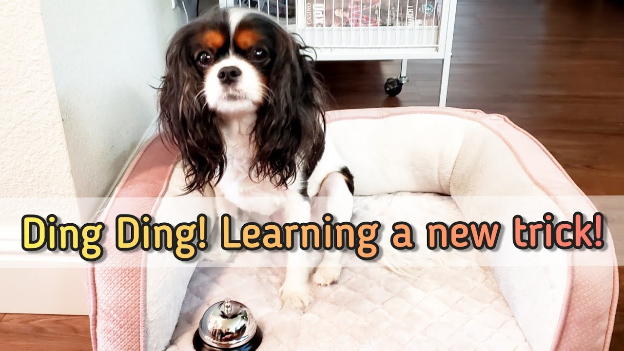 Luna Learning a new trick! - Cavalier King Charles Spaniel - YouTube