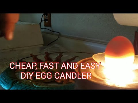 Building A Cheap And Easy Egg Candler For Hatching Eggs At Home. - YouTube