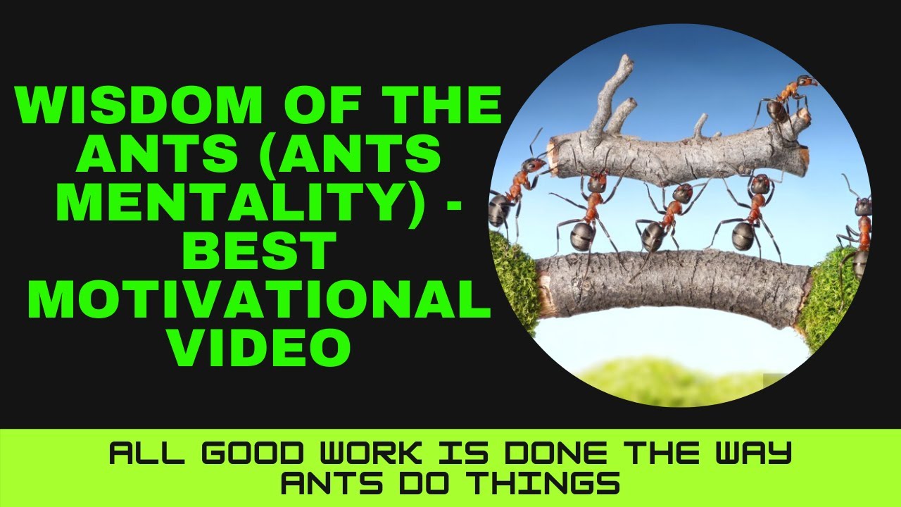Wisdom Of The Ants (Ants Mentality) - Best Motivational And ...