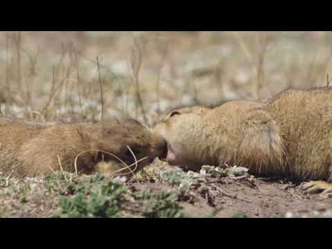 Prairie Dogs Kissing Gif
