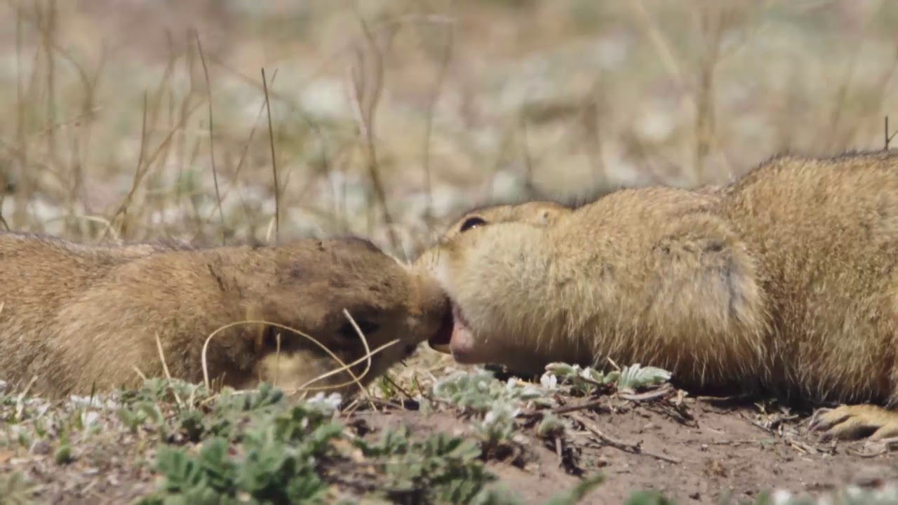 PRAIRIE DOG MANOR - YouTube