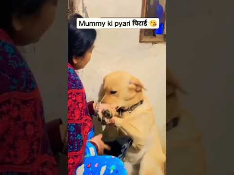 mummy ki pyari dog ️🥰 - YouTube