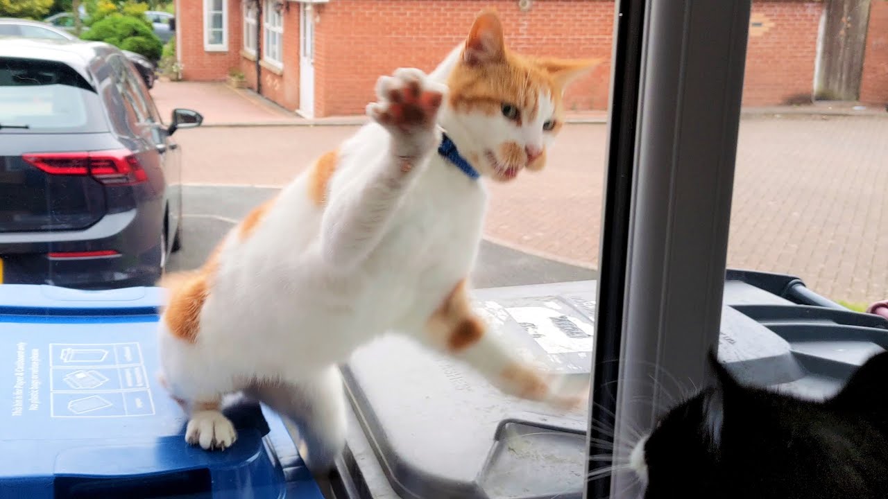 Cat Fight Through The Window - YouTube