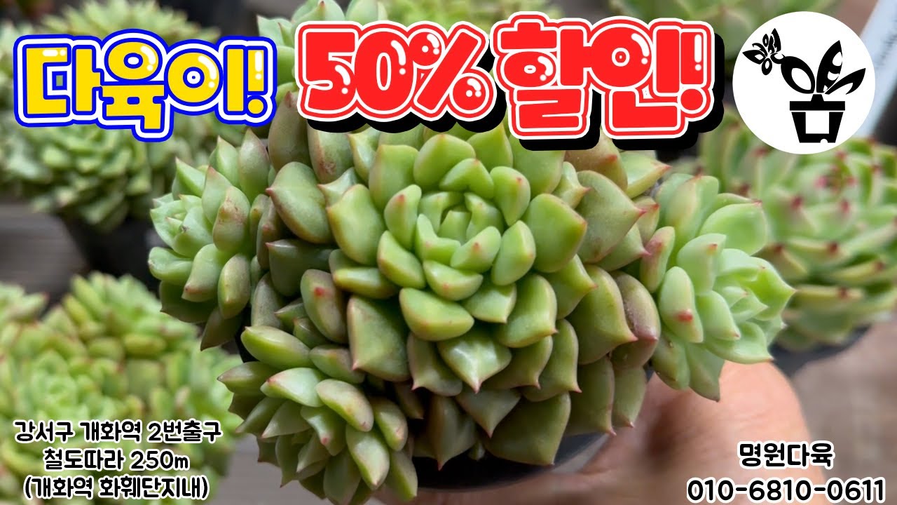 50프로 할인된 가격으로 가져가세요 명원다육 다육이 특가할인 테슬라 다육식물 다육 스피나 레인드랍 Youtube