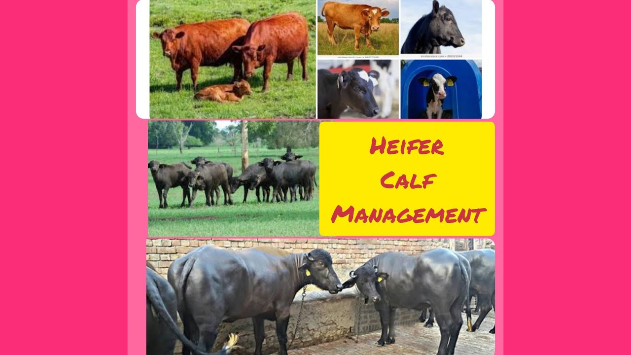 HEIFER CALF MANAGEMENT ( TELUGU) - YouTube