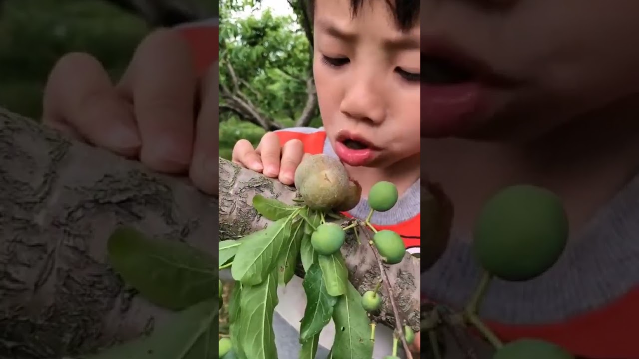 Farm Fresh Fruit | Tik Tok China #235 - YouTube