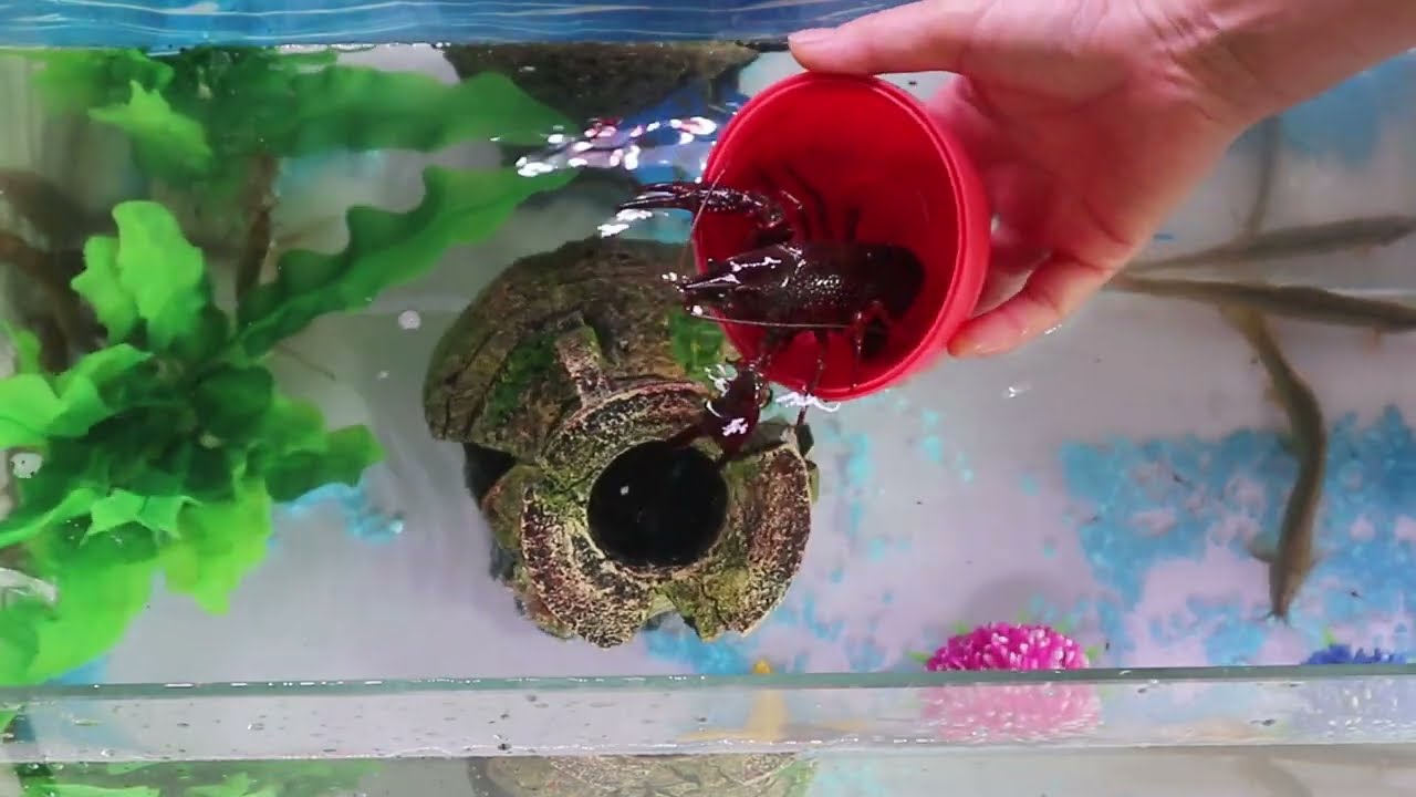 Goldfish, koi, loach,crayfish, mermaid, colorful surprise eggs, fish ...