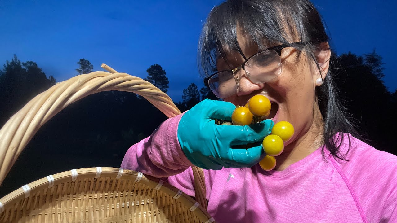 Lets Harvest Food in the Backyard! || Free Growcery - YouTube