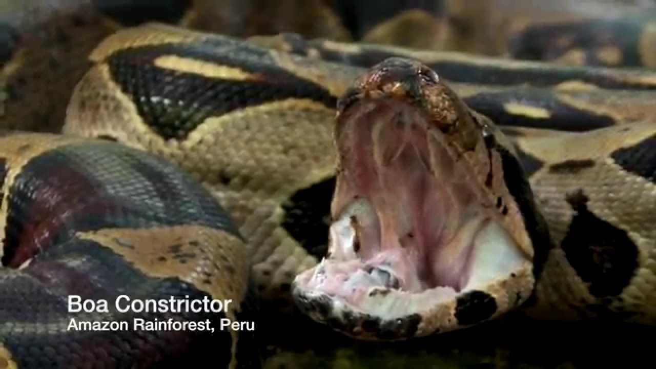 Eaten Alive host gets bitten on the face by huge snake - YouTube