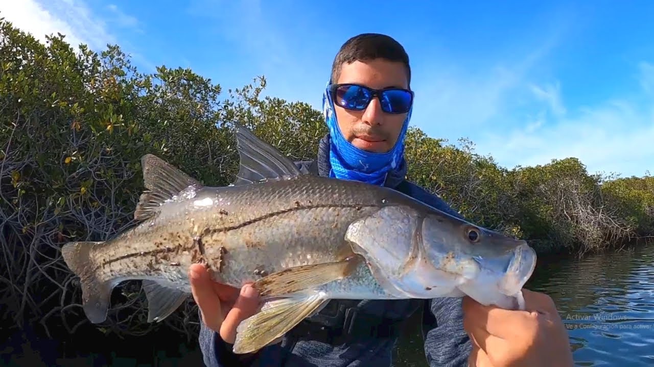 Pescando Robalos y Garropas en Manglares - YouTube