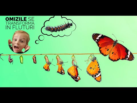 Omida se transforma in flutusar #Vladimir #animale #fluturas #omida ...