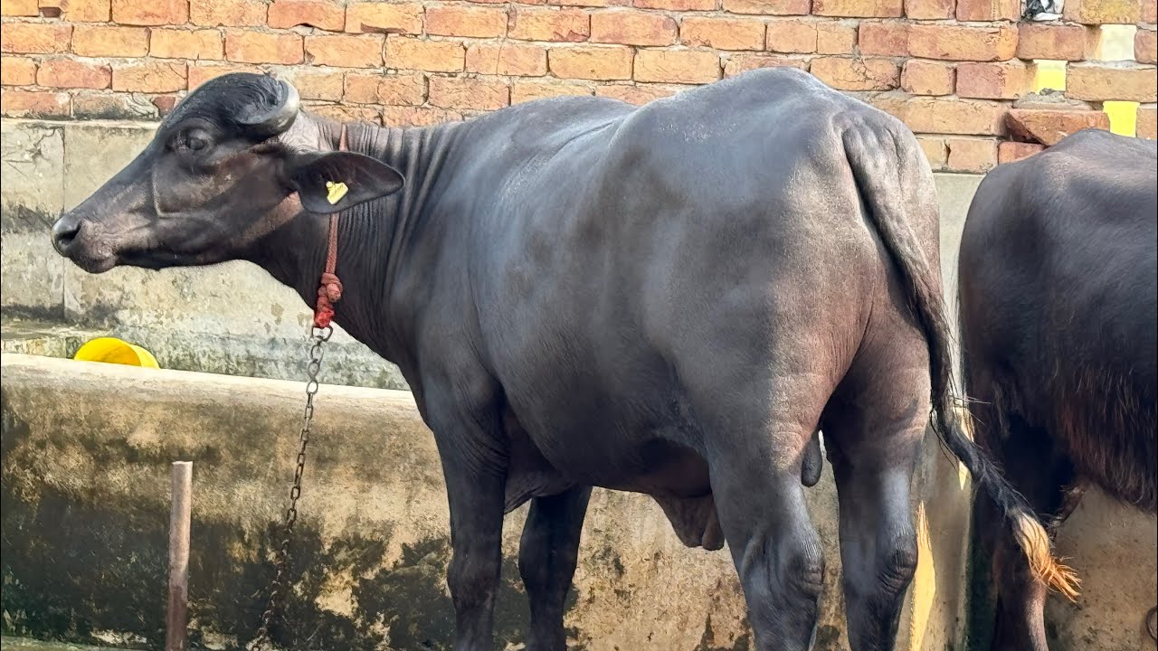 माँ और बाप दोनों साइड से 4 पीढ़ी के रिकॉर्ड वाला मुर्राह कटड़ा 👍 Best ...