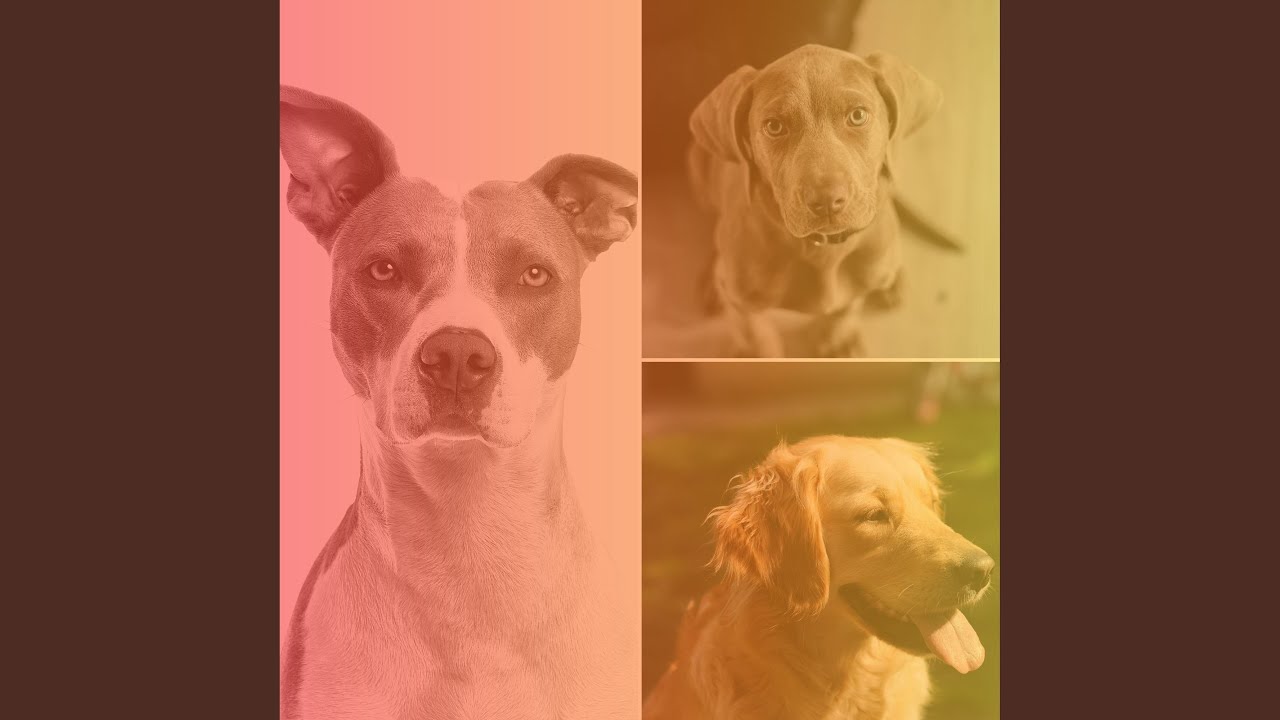 Trio Jazz Soundtrack for Dogs Playing - YouTube