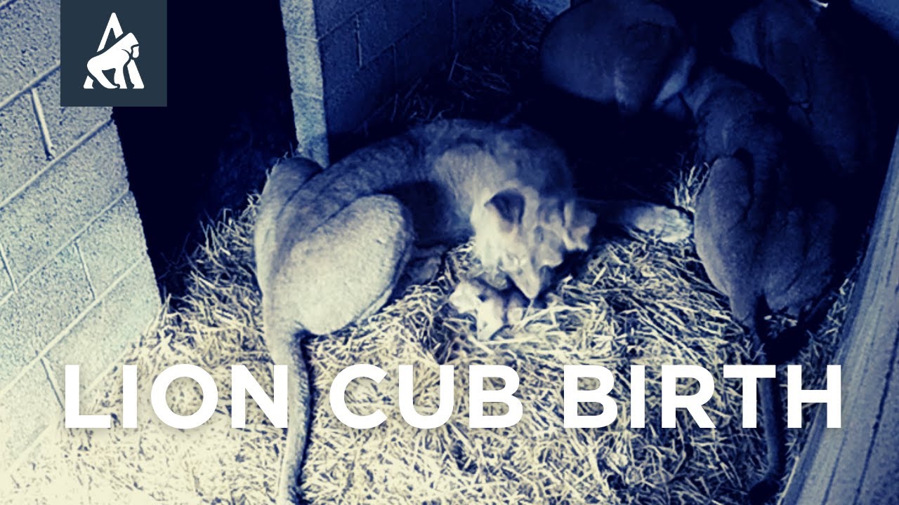Lion cub birth at Port Lympne Hotel & Reserve - YouTube