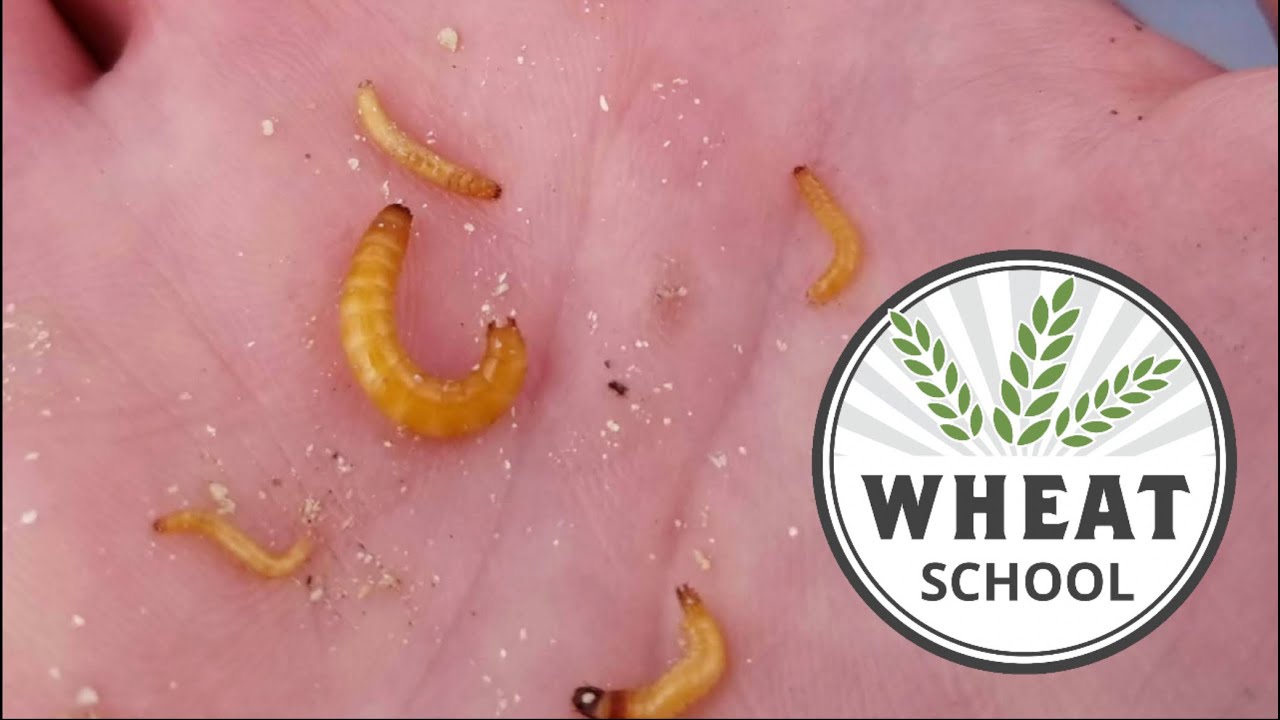 Wheat School: Updating the wireworm species survey, 80 years later ...