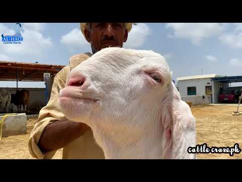 Palai bina hath bharai ✌🏼 | Al Haq | Bakra Show