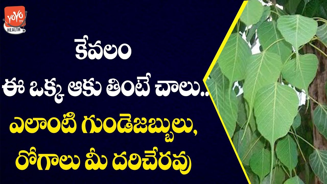 రావి చెట్టులో ఎవ్వరికి తెలియని దివ్య ఔషధాలు | Raavi Chettu Benefits ...
