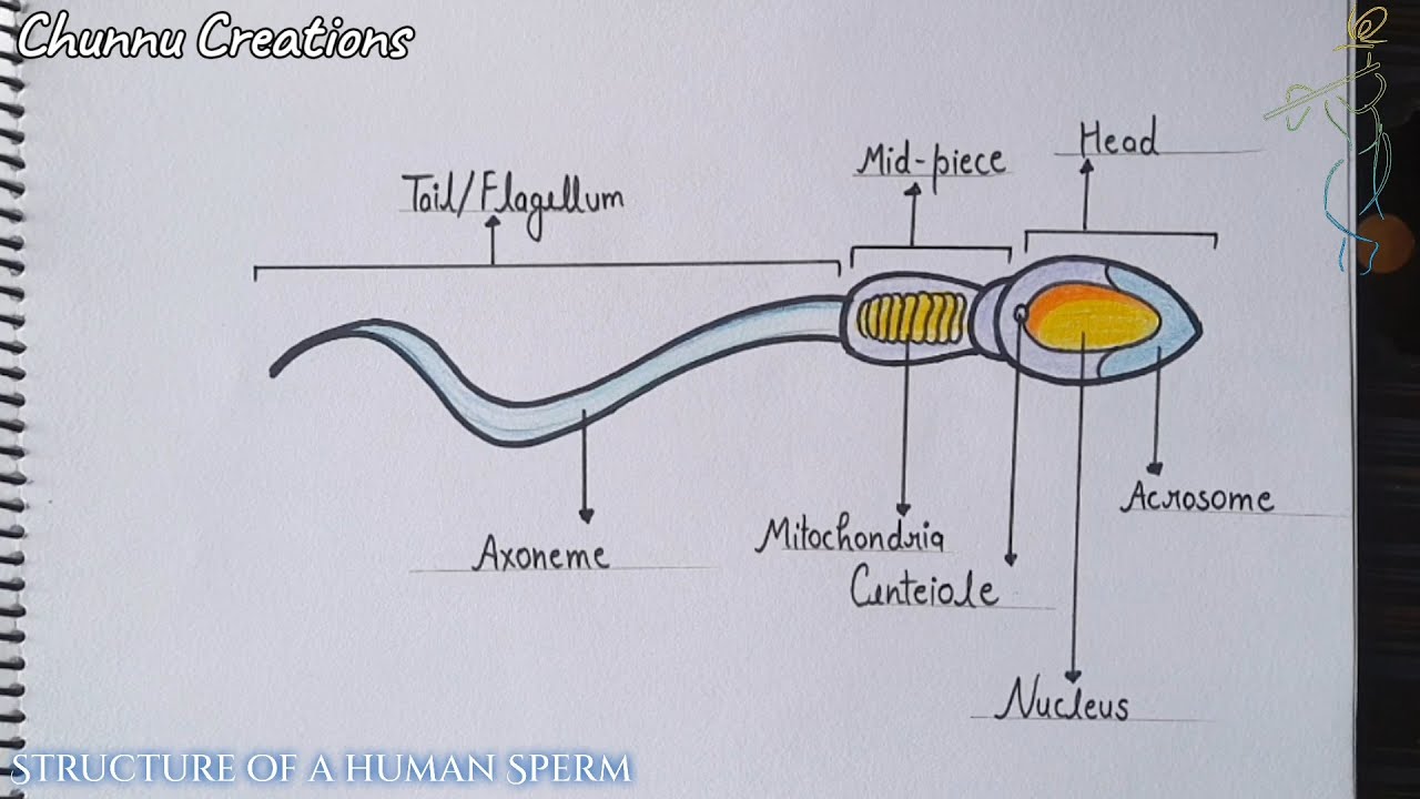 Human Sperm diagram | human diagram easy method| how to draw human ...