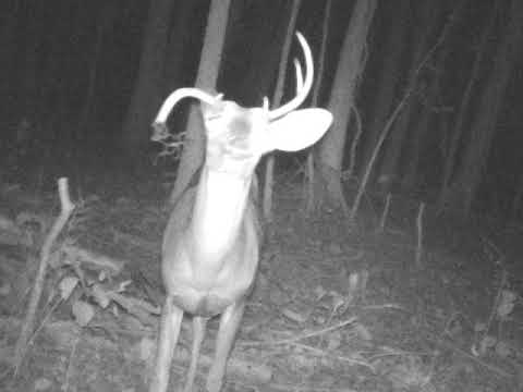 Alien deer - YouTube