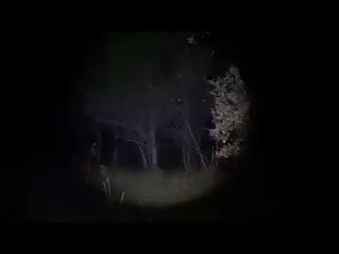 Bigfoot Sasquatch Night Hunt Leads To A Close Encounter With Something ...