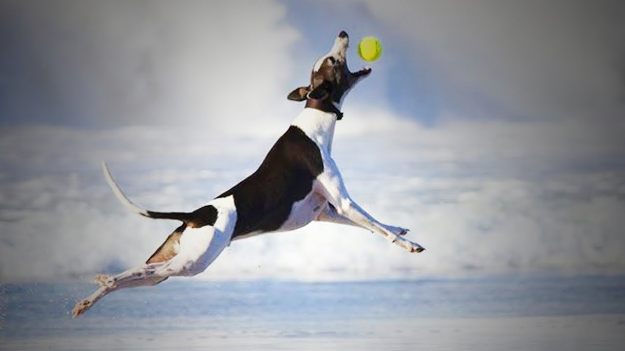 Funny Dogs Jumping 😂🐕 Funny Pets Playing (Full) [Epic Life] - YouTube