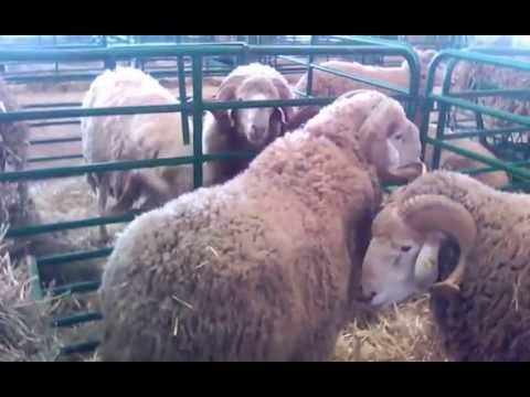 les race ovine au maroc - YouTube