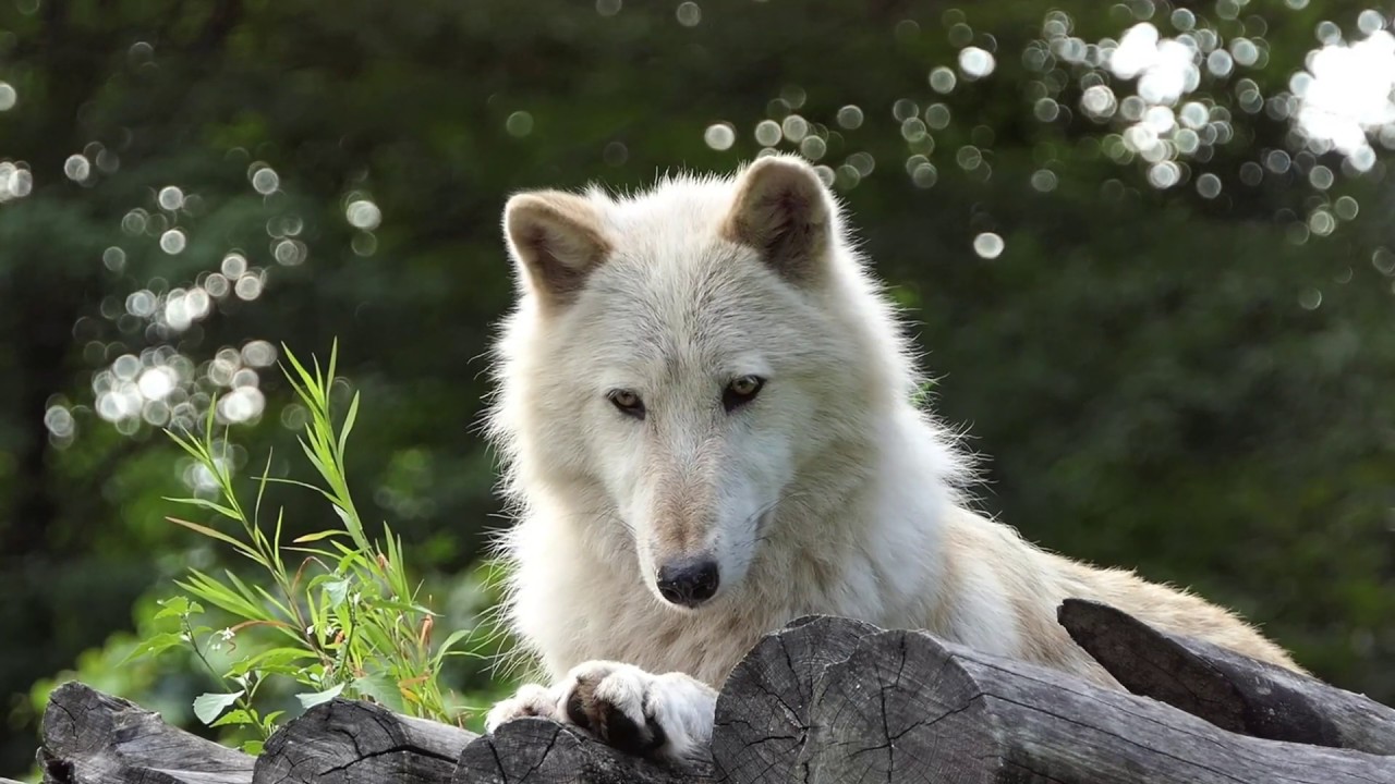Quiet Encounter with Nikai the Wolf - YouTube