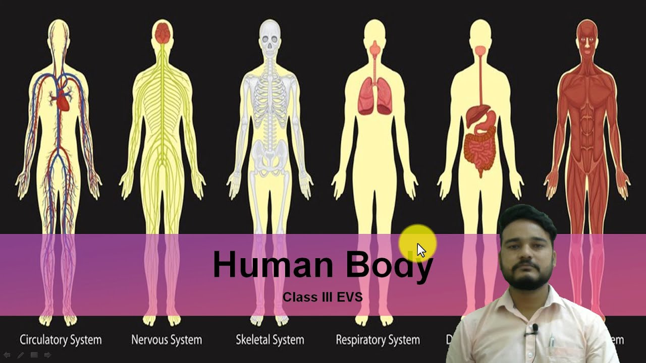 CBSE Class III EVS Human Body Part 3 - YouTube