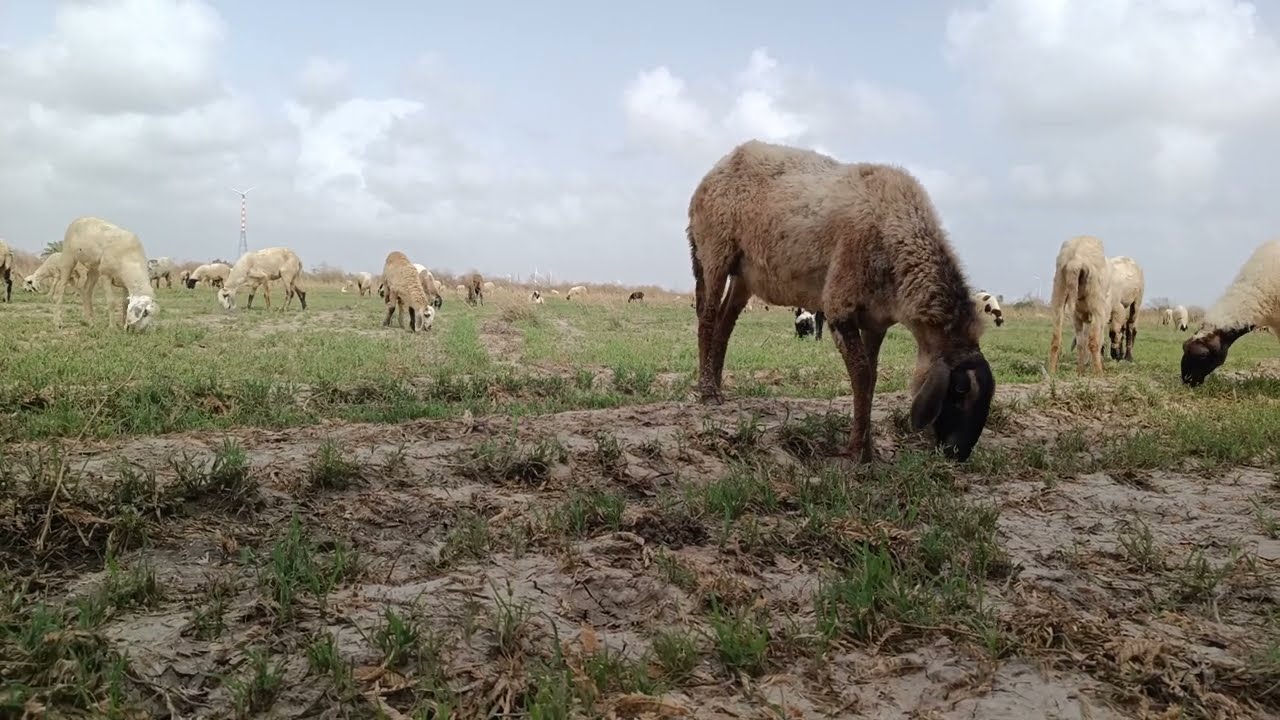 First Animal Meeting | Sheep Meeting | First Meeting - YouTube