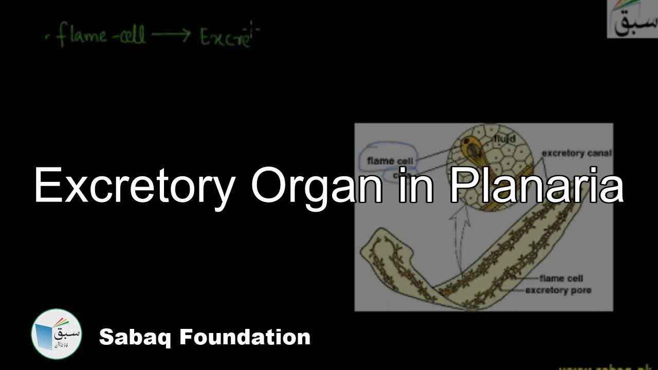 Excretion in Planaria, Biology Lecture | Sabaq.pk - YouTube