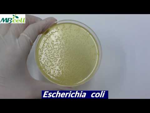 D/E Neutralizing Agar - YouTube