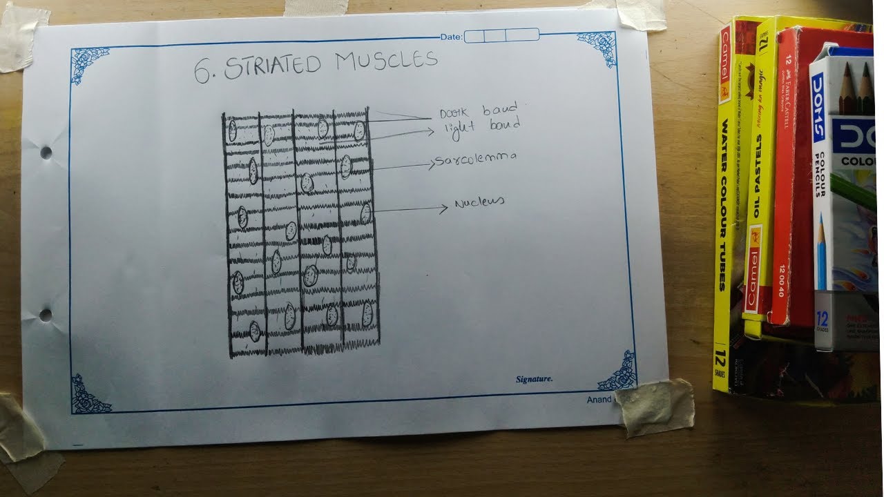 #Intermediate #110 zoology practical record. How to draw striated ...