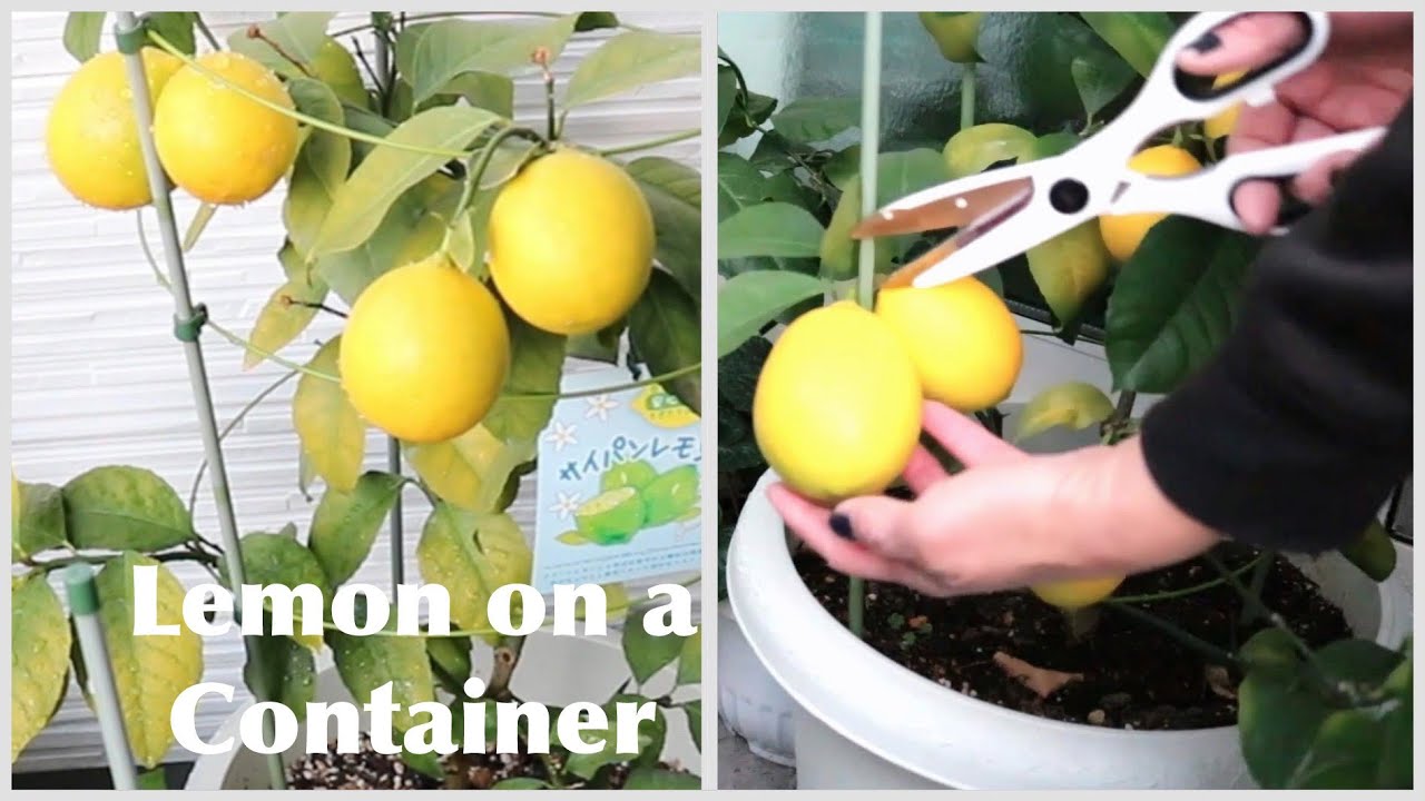 Container Gardening/Lemon on a Container/Documenting Lemon# ...