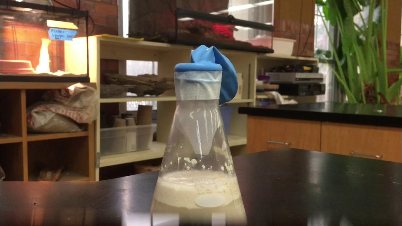 SBI4U Yeast Lab - Yeast and Starch - YouTube