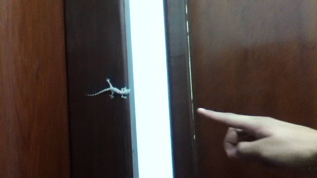 Slippery Gecko - YouTube