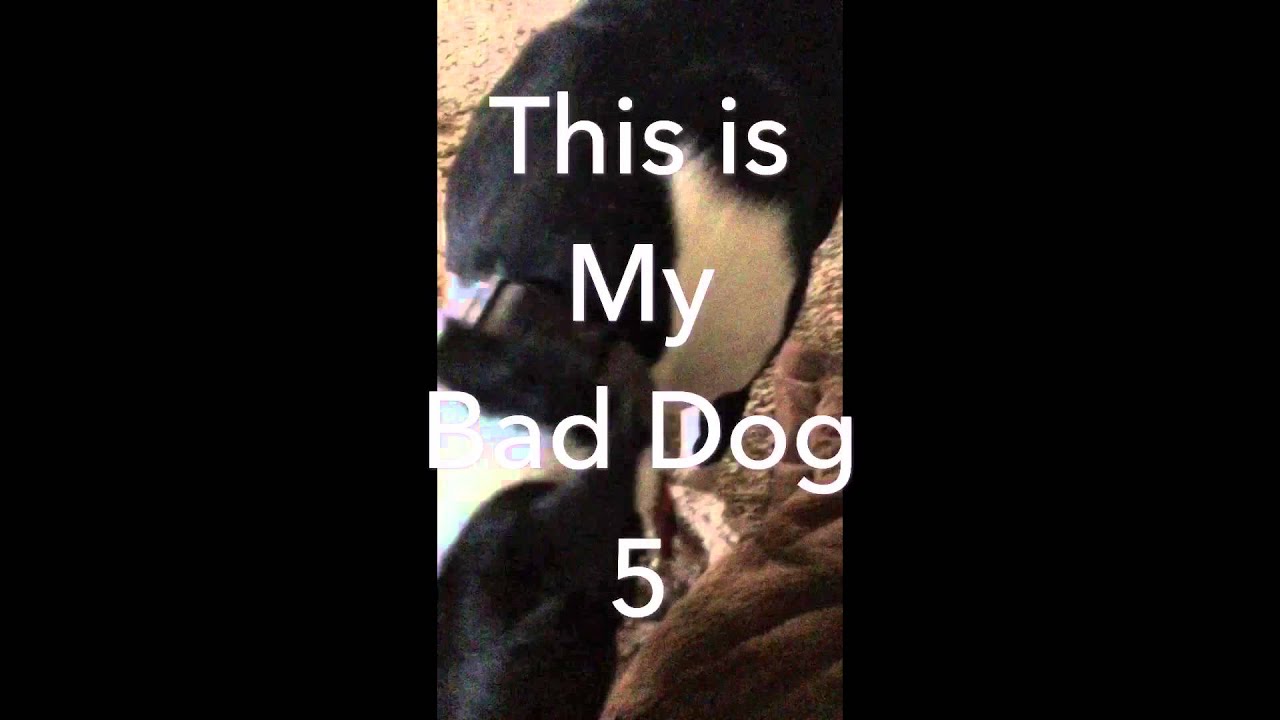 This is My Bad Dog 5 - YouTube