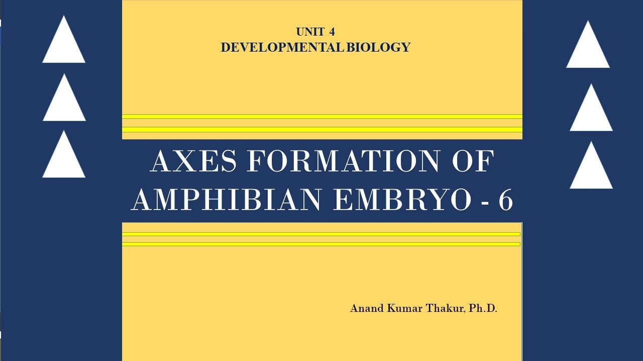 AXIS FORMATION OF AMPHIBIAN EMBRYO - 6 - YouTube