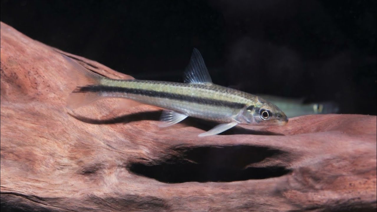 Apareiodon affinis - La Plata Algensalmler - YouTube