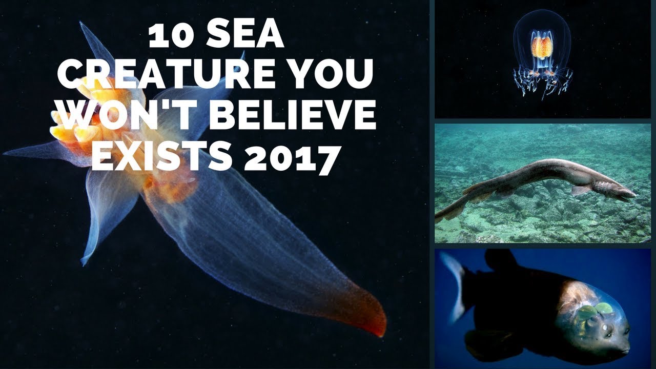 10 Sea Creature You Won't believe Exists || Dangerous Sea creatures You ...