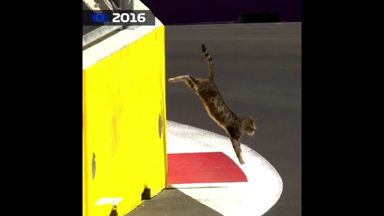 Cat runs across F1 track | F1 Animals - YouTube