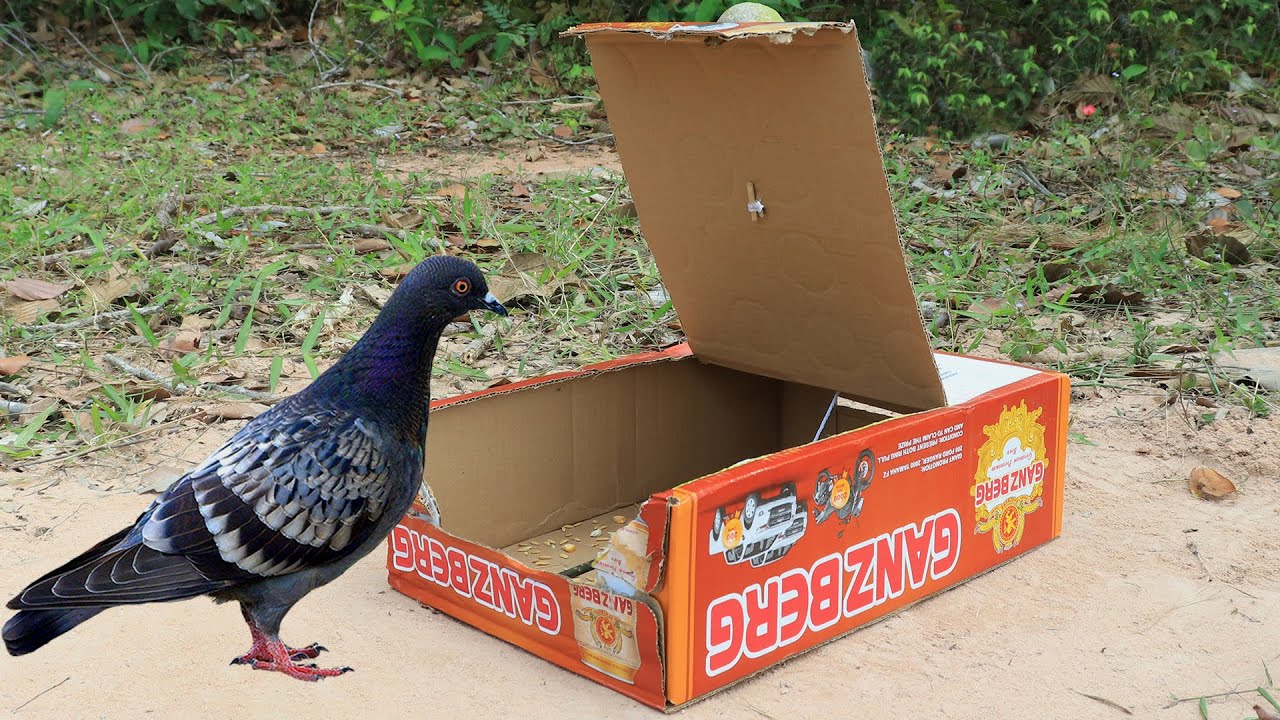 Create Bird Trap - Fantastic Creative Pigeon Trap Using Cardboard Box ...