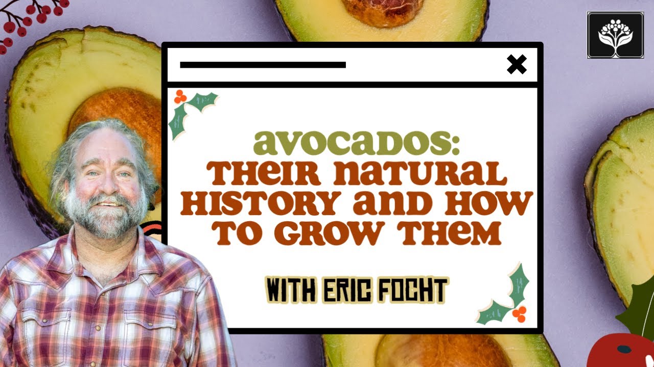 Avocados: Their Natural History and How to Grow Them (in Southern ...