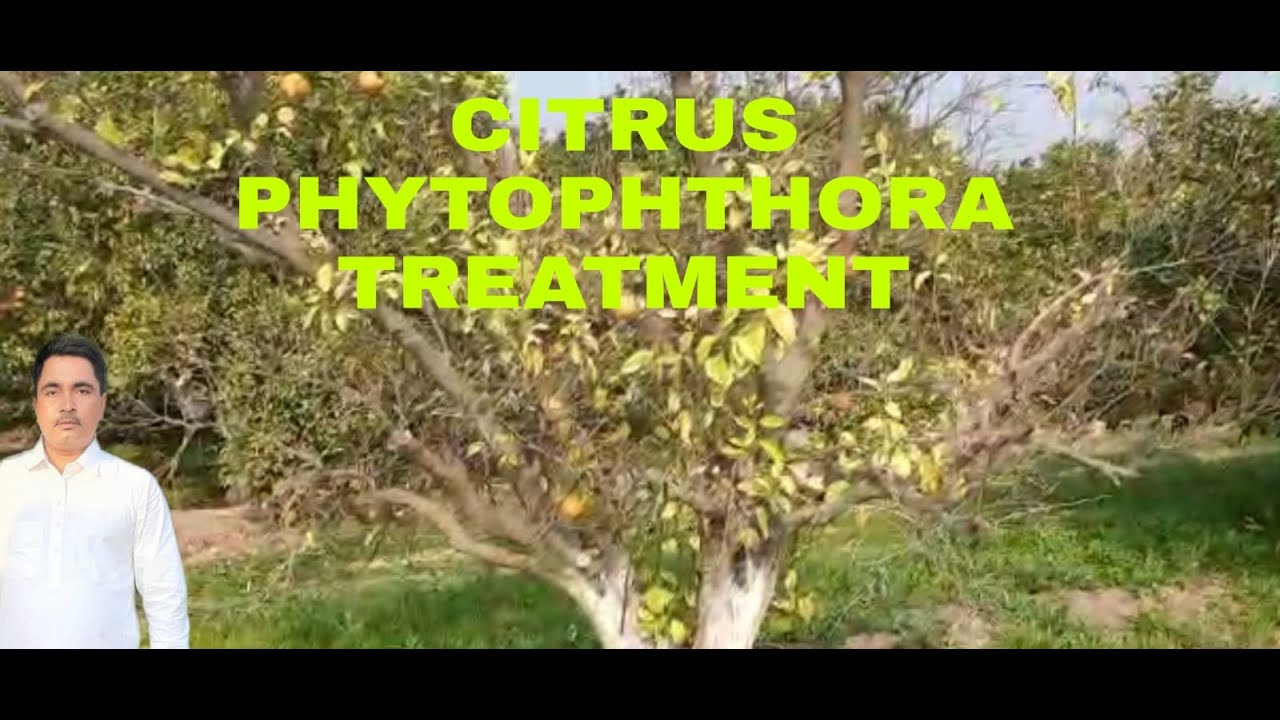 Citrus phytophthora treatment - YouTube