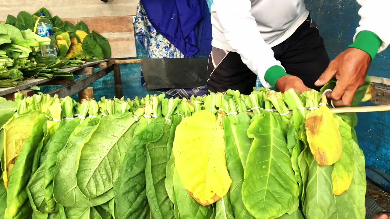 Panen Tembakau Dan Proses Penggantungan Daun Tembakau - YouTube