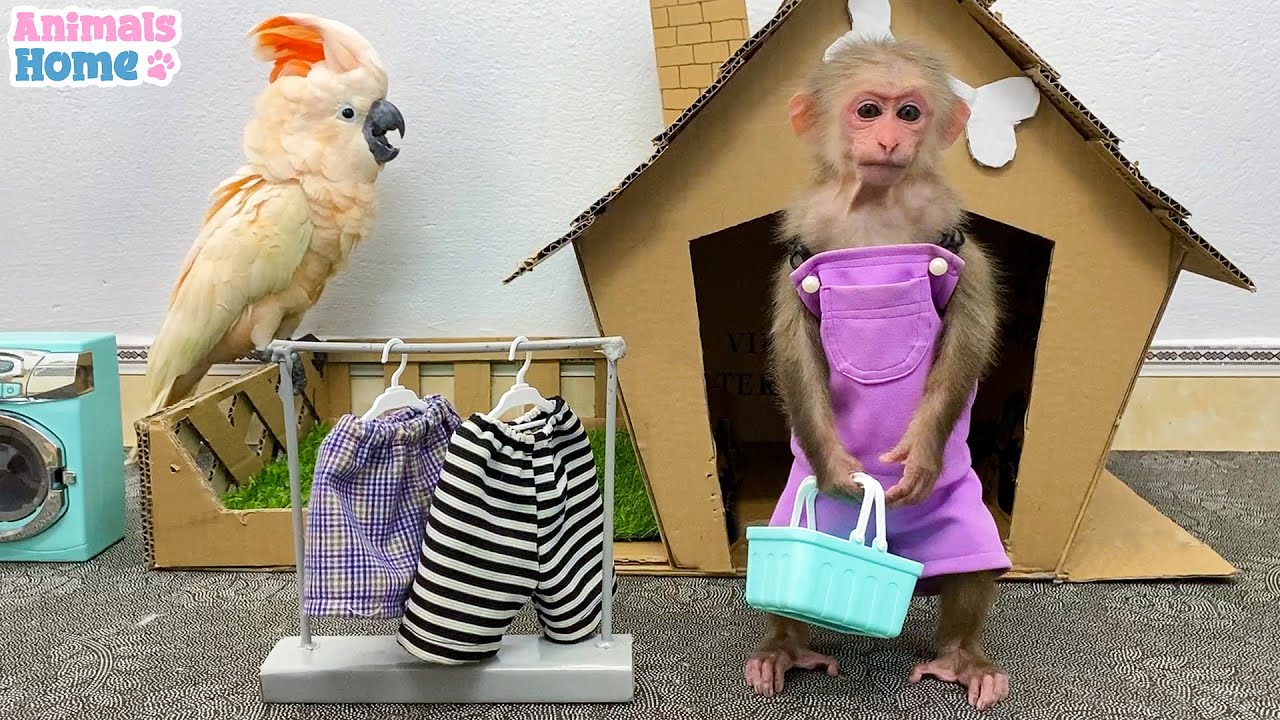 Funny moments of BiBi and naughty parrot - YouTube